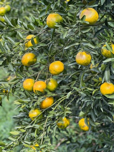 陈皮是用哪种桔子做的_新会柑与茶枝柑区别-第1张图片-山城妙识 陈皮是用哪种桔子做的_新会柑与茶枝柑区别-第1张图片-山城妙识