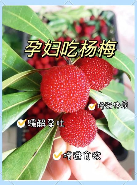 女人吃杨梅有什么好处_经期能吃杨梅吗-第1张图片-山城妙识