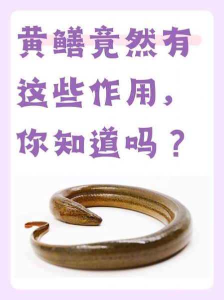 黄鳝为什么有灵性_黄鳝灵性民间传说-第1张图片-山城妙识