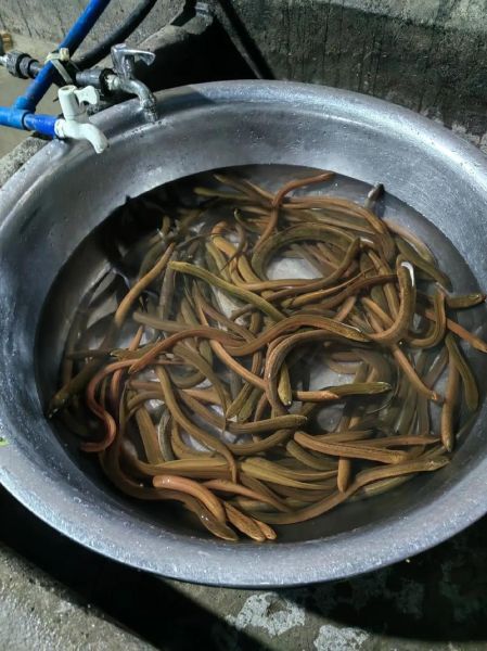 黄鳝为什么有灵性_黄鳝灵性民间传说-第2张图片-山城妙识