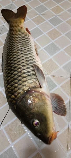 鱼图片怎么拍好看_高清鱼图片下载-第3张图片-山城妙识