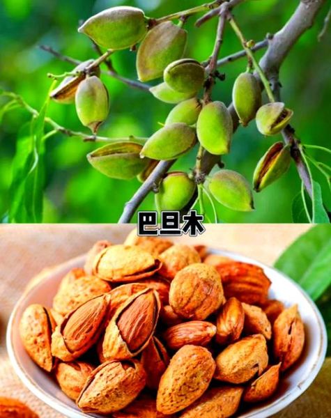 美国大杏仁是什么_和巴旦木区别-第3张图片-山城妙识
