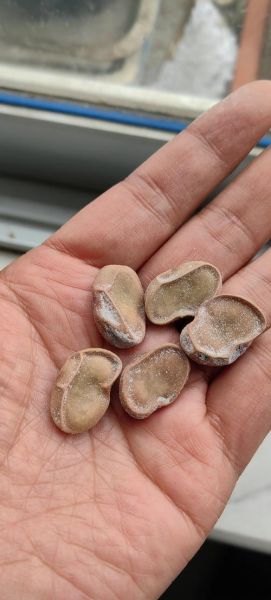 城隍庙五香豆哪里买正宗_城隍庙五香豆怎么保存-第3张图片-山城妙识