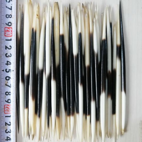 豪猪刺有毒吗_豪猪刺泡酒功效-第2张图片-山城妙识