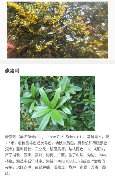 豪猪刺有毒吗_豪猪刺泡酒功效-第1张图片-山城妙识