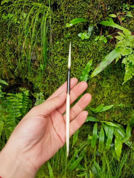 豪猪刺有毒吗_豪猪刺泡酒功效-第3张图片-山城妙识