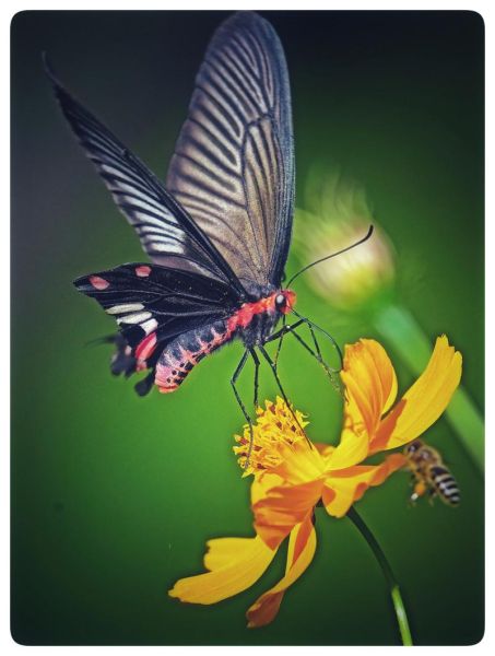 蝶恋花直播app下载安装_蝶恋花直播安全吗-第3张图片-山城妙识