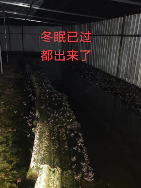 石蛙养殖技术_石蛙养殖成本利润分析-第2张图片-山城妙识 石蛙养殖技术_石蛙养殖成本利润分析-第2张图片-山城妙识