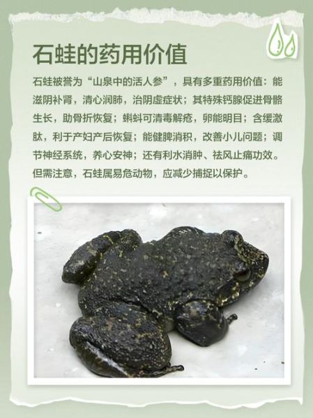 石蛙养殖技术_石蛙养殖成本利润分析-第1张图片-山城妙识 石蛙养殖技术_石蛙养殖成本利润分析-第1张图片-山城妙识