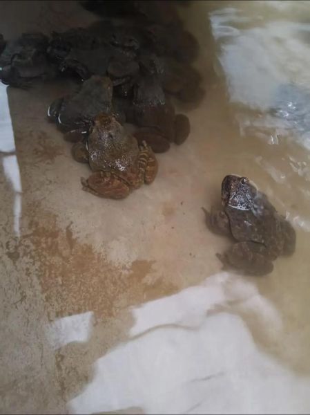 石蛙养殖技术_石蛙养殖成本利润分析-第3张图片-山城妙识 石蛙养殖技术_石蛙养殖成本利润分析-第3张图片-山城妙识