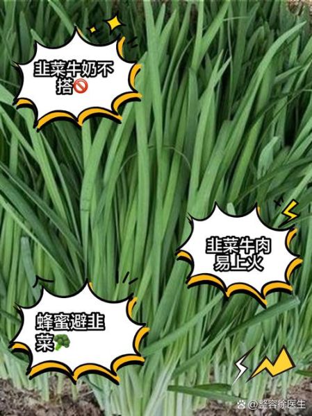 韭菜和什么食物相克_韭菜不能和什么一起吃-第3张图片-山城妙识 韭菜和什么食物相克_韭菜不能和什么一起吃-第3张图片-山城妙识