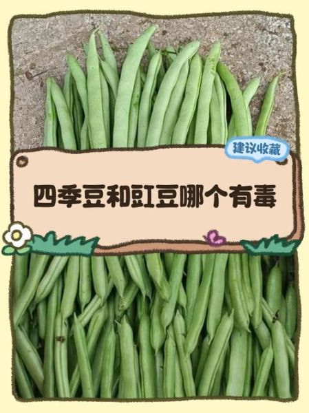 豇豆图片大全大图_豇豆和四季豆的区别-第3张图片-山城妙识 豇豆图片大全大图_豇豆和四季豆的区别-第3张图片-山城妙识