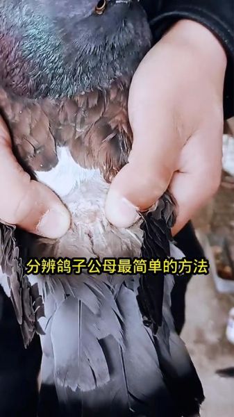 鸽子视频怎么拍_鸽子视频剪辑技巧-第2张图片-山城妙识 鸽子视频怎么拍_鸽子视频剪辑技巧-第2张图片-山城妙识