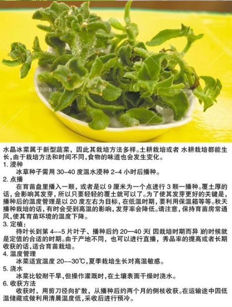 冰菜的功效与作用_冰菜怎么吃最好-第2张图片-山城妙识 冰菜的功效与作用_冰菜怎么吃最好-第2张图片-山城妙识