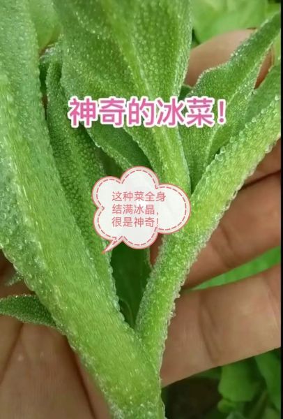 冰菜的功效与作用_冰菜怎么吃最好-第3张图片-山城妙识 冰菜的功效与作用_冰菜怎么吃最好-第3张图片-山城妙识