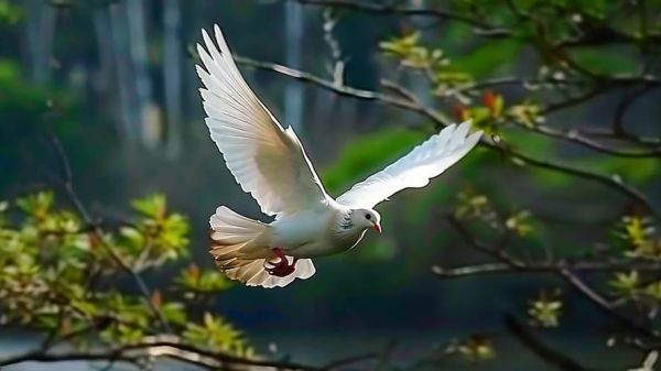 鸽子视频怎么拍_鸽子视频剪辑技巧-第3张图片-山城妙识 鸽子视频怎么拍_鸽子视频剪辑技巧-第3张图片-山城妙识