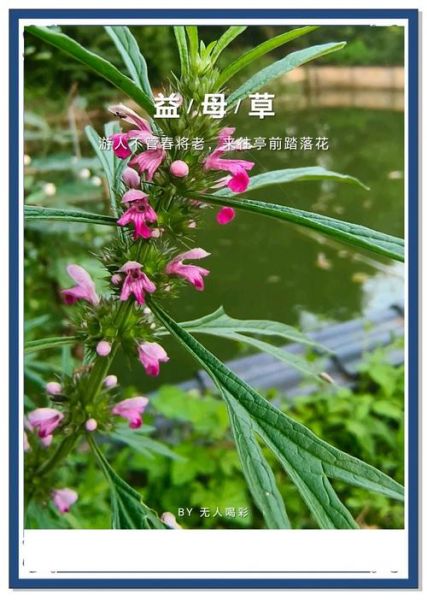 益母草图片长什么样_如何辨别真假益母草-第3张图片-山城妙识