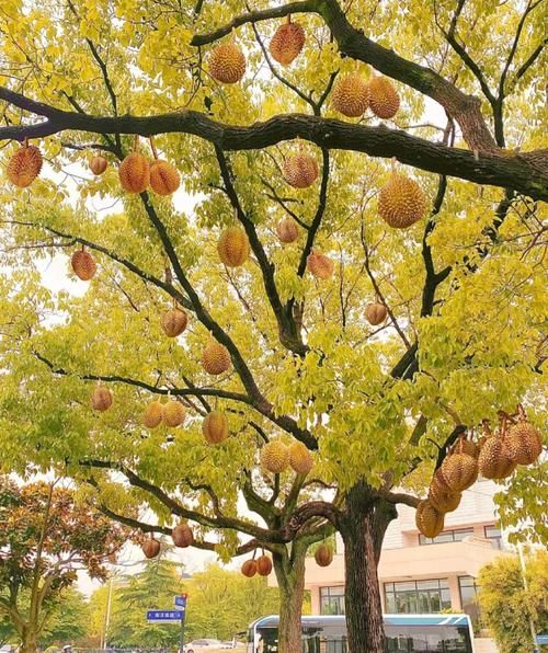 榴莲树图片大全_榴莲树长什么样-第1张图片-山城妙识