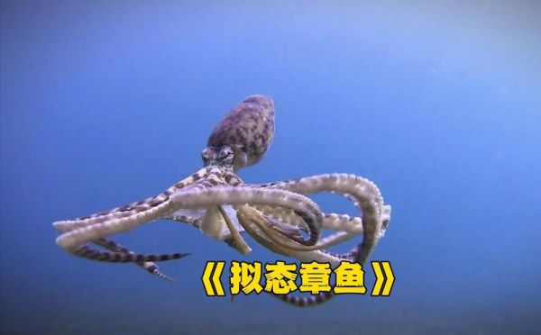 章鱼视频怎么下载_章鱼视频有哪些隐藏功能-第2张图片-山城妙识 章鱼视频怎么下载_章鱼视频有哪些隐藏功能-第2张图片-山城妙识