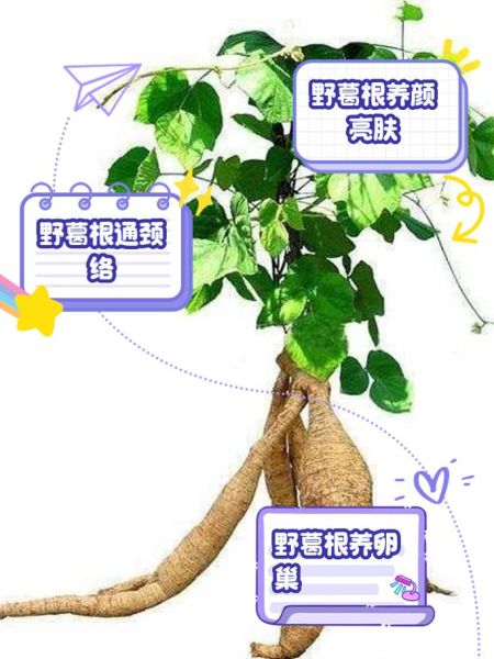 沙葛的功效与作用_沙葛的禁忌有哪些-第2张图片-山城妙识 沙葛的功效与作用_沙葛的禁忌有哪些-第2张图片-山城妙识