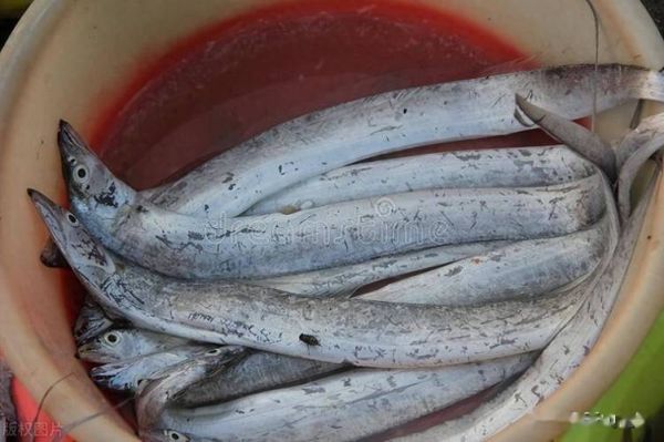 带鱼有人工养殖的吗_人工养殖带鱼技术难点-第1张图片-山城妙识