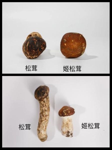 松茸蘑菇怎么挑选_松茸蘑菇价格多少钱一斤-第3张图片-山城妙识