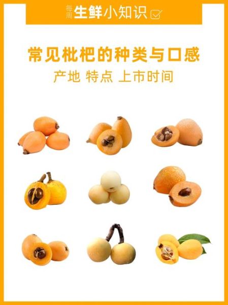 枇杷果的功效与禁忌_枇杷果哪些人不能吃-第3张图片-山城妙识 枇杷果的功效与禁忌_枇杷果哪些人不能吃-第3张图片-山城妙识