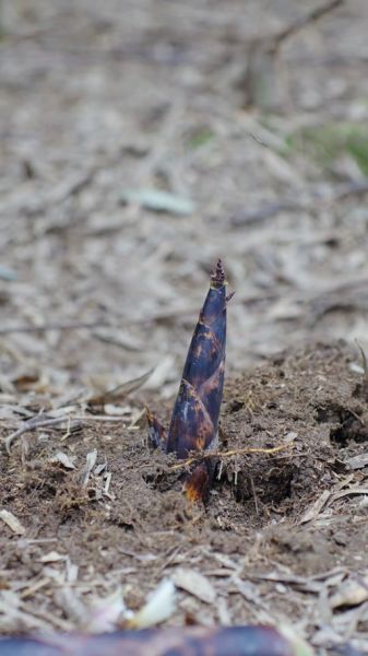 春笋拼音怎么写_春笋拼音声调-第1张图片-山城妙识