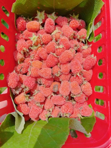 重庆有哪些特产水果_重庆水果几月份成熟-第3张图片-山城妙识 重庆有哪些特产水果_重庆水果几月份成熟-第3张图片-山城妙识