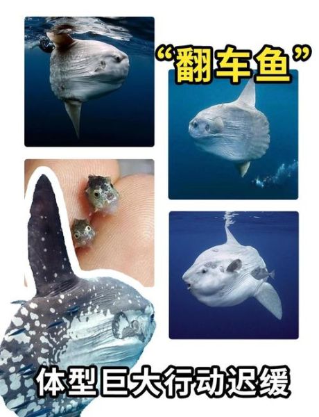 翻车鱼能吃吗_翻车鱼有毒吗-第1张图片-山城妙识 翻车鱼能吃吗_翻车鱼有毒吗-第1张图片-山城妙识