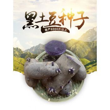 黑土豆种植技术_黑土豆种植条件-第2张图片-山城妙识 黑土豆种植技术_黑土豆种植条件-第2张图片-山城妙识
