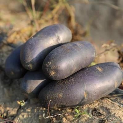 黑土豆种植技术_黑土豆种植条件-第3张图片-山城妙识 黑土豆种植技术_黑土豆种植条件-第3张图片-山城妙识