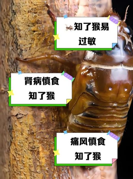 知了猴全身都可以吃吗_哪些部位不能吃-第1张图片-山城妙识