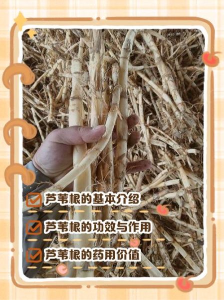 芦苇根的功效与作用禁忌_芦苇根泡水喝的副作用-第2张图片-山城妙识