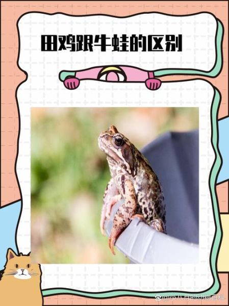 田鸡和牛蛙的区别_青蛙和田鸡一样吗-第1张图片-山城妙识