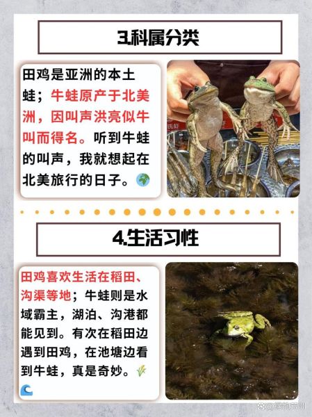 田鸡和牛蛙的区别_青蛙和田鸡一样吗-第2张图片-山城妙识