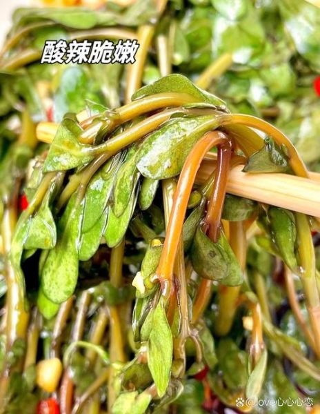 蚂蚱菜怎么吃_蚂蚱菜有哪些家常做法-第2张图片-山城妙识