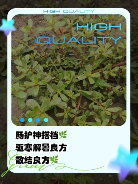 马齿菜煮水喝的功效_马齿菜水能天天喝吗-第1张图片-山城妙识 马齿菜煮水喝的功效_马齿菜水能天天喝吗-第1张图片-山城妙识