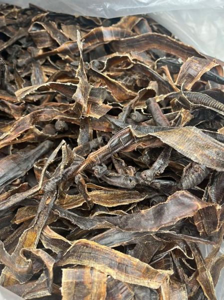 地龙是什么动物_地龙和蚯蚓的区别-第1张图片-山城妙识