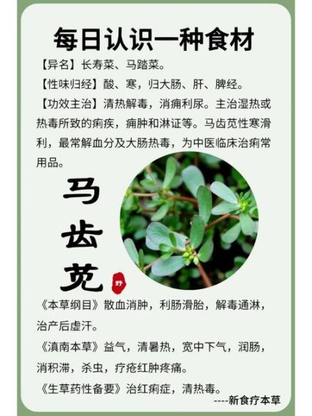 马齿菜煮水喝的功效_马齿菜水能天天喝吗-第3张图片-山城妙识 马齿菜煮水喝的功效_马齿菜水能天天喝吗-第3张图片-山城妙识