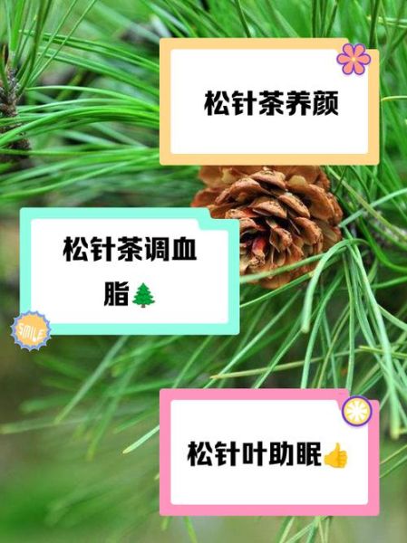 松针的功效与作用_松针茶怎么喝最养生-第1张图片-山城妙识