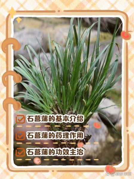 石菖蒲的功效与作用_石菖蒲主治什么病-第2张图片-山城妙识 石菖蒲的功效与作用_石菖蒲主治什么病-第2张图片-山城妙识