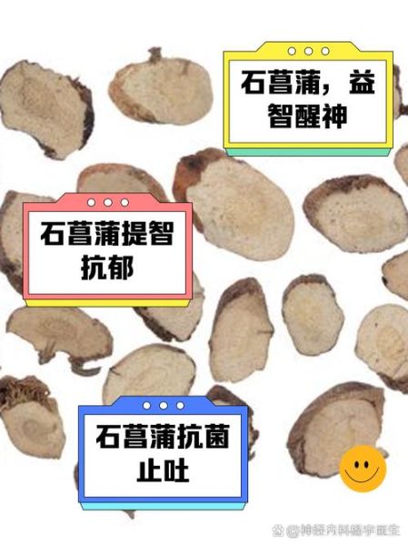 石菖蒲的功效与作用_石菖蒲主治什么病-第1张图片-山城妙识 石菖蒲的功效与作用_石菖蒲主治什么病-第1张图片-山城妙识