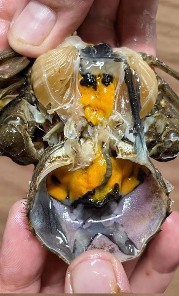 醉蟹怎么腌制_醉蟹腌制配方-第1张图片-山城妙识 醉蟹怎么腌制_醉蟹腌制配方-第1张图片-山城妙识