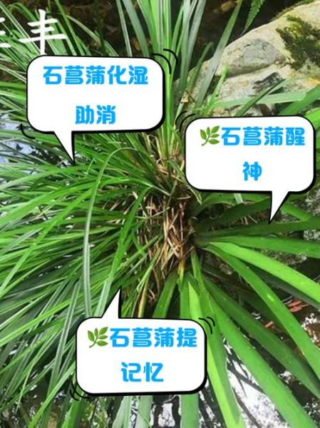 石菖蒲的功效与作用_石菖蒲主治什么病-第3张图片-山城妙识 石菖蒲的功效与作用_石菖蒲主治什么病-第3张图片-山城妙识