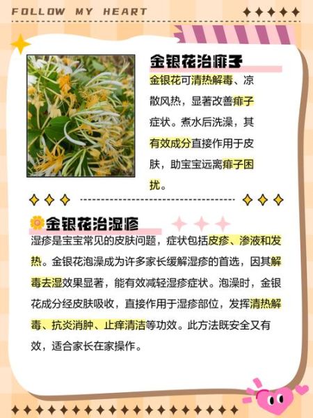 金银花露下厨房做法_金银花露功效与禁忌-第3张图片-山城妙识