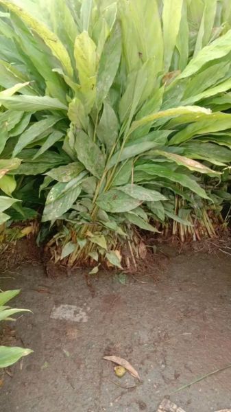 草果树长什么样_草果树和苹果树区别-第1张图片-山城妙识