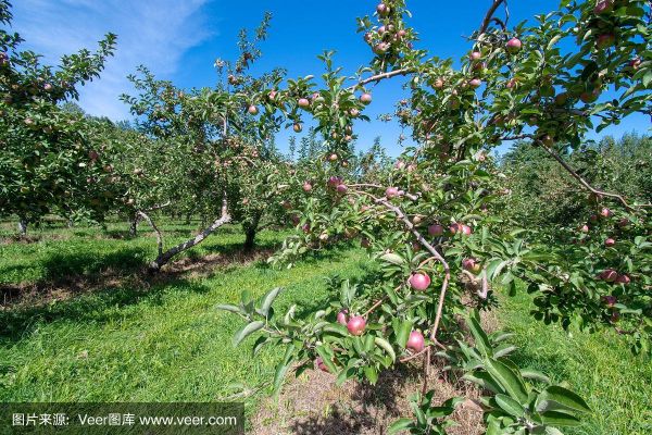 草果树长什么样_草果树和苹果树区别-第3张图片-山城妙识