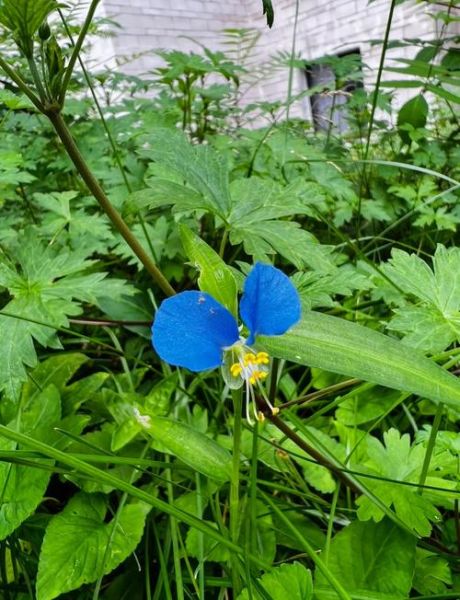 鸭跖草图片长什么样_鸭跖草功效作用有哪些-第3张图片-山城妙识 鸭跖草图片长什么样_鸭跖草功效作用有哪些-第3张图片-山城妙识