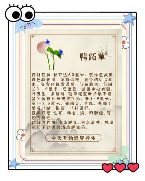 鸭跖草图片长什么样_鸭跖草功效作用有哪些-第1张图片-山城妙识 鸭跖草图片长什么样_鸭跖草功效作用有哪些-第1张图片-山城妙识